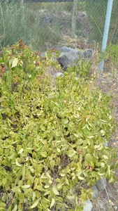 How to Treat Wilting Disease on Common lilac?