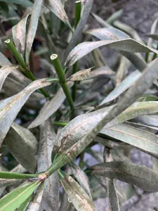 How to Treat Leaf mites Disease on Oleander?