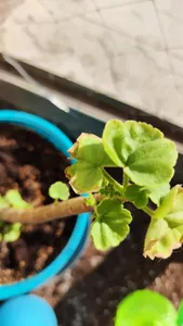 How to Treat Leaf rot Disease on Zonal geranium?