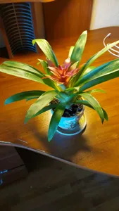 How to Treat Leaf rot Disease on Scarlet-star?
