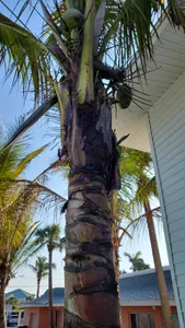 How to Treat Leaf blight Disease on Common coconut palm?