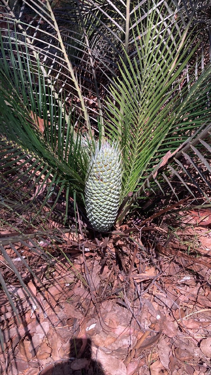 Macrozamia communis 常見問題是什麼？
