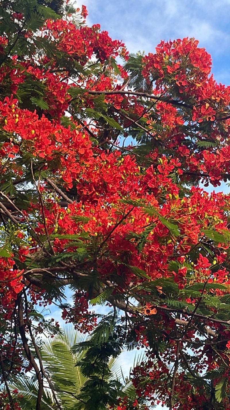 Descubre el Significado y la Belleza del Flamboyán en la Lengua de las ...