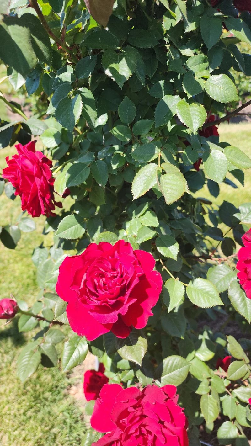 La Fascinante Historia y Significado del Rosal Mini: Todo lo que ...