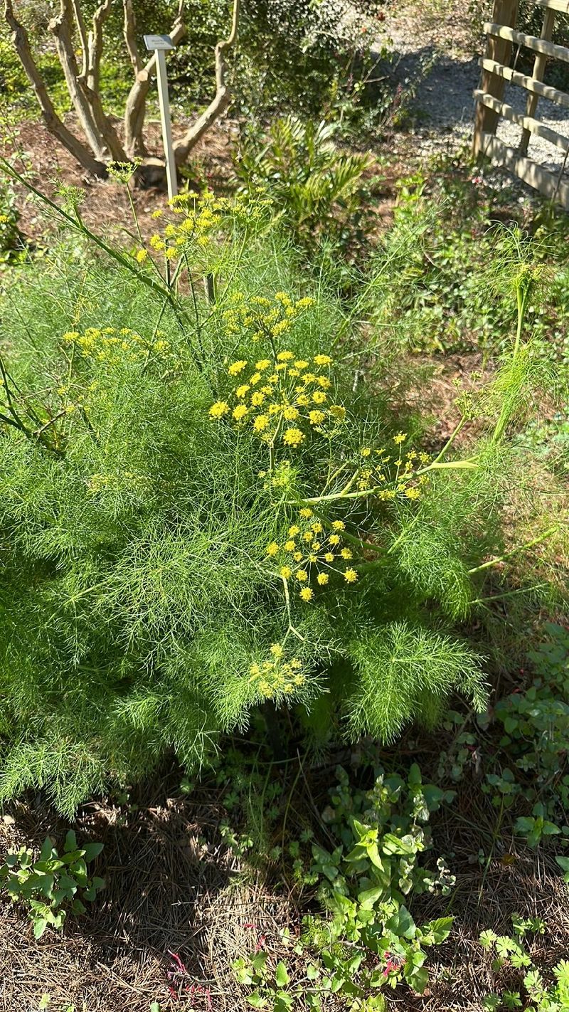 The Alluring Language and Symbolism of Sweet Fennel Flowers