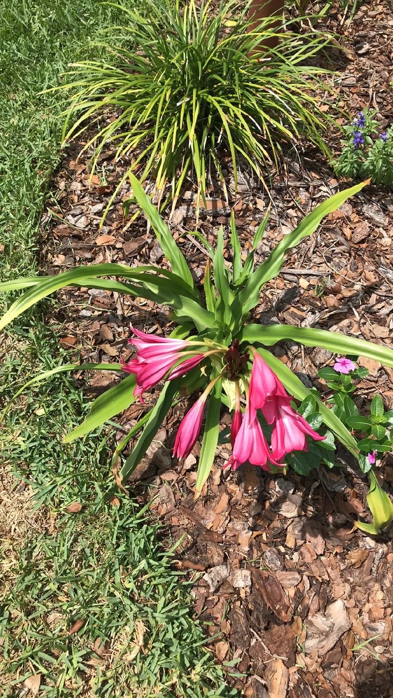 Poison Bulb: Understanding the Symbolism and Significance of This ...
