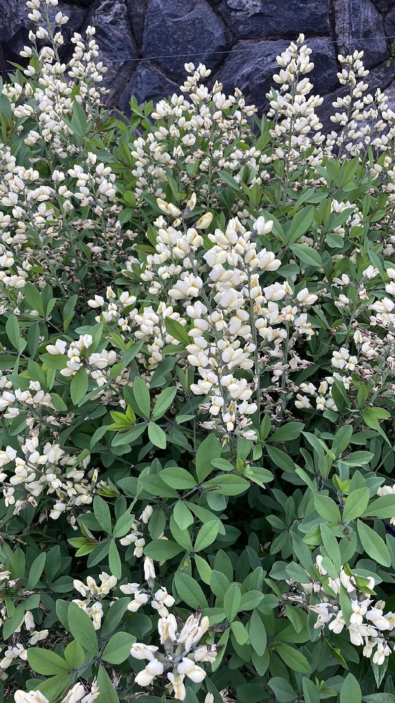 Exploring the Language and Meaning of White Wild Indigo Flowers