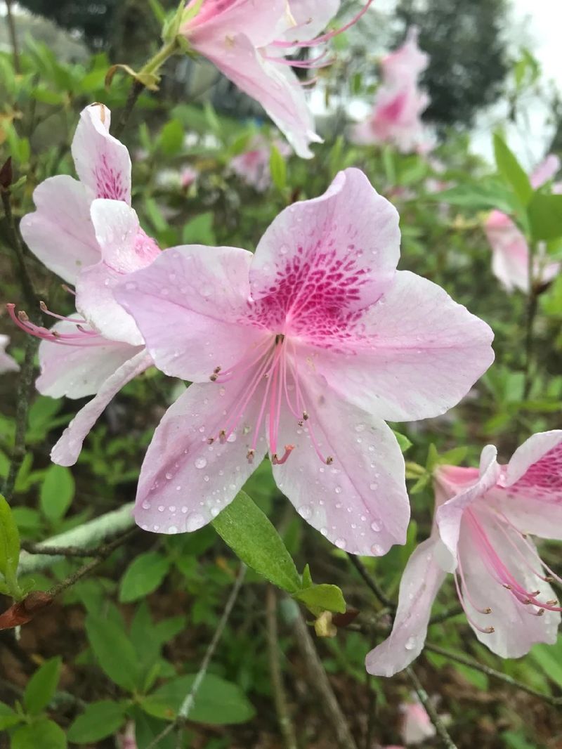 Exploring the Elegance and Meaning of Pink Azalea Flowers