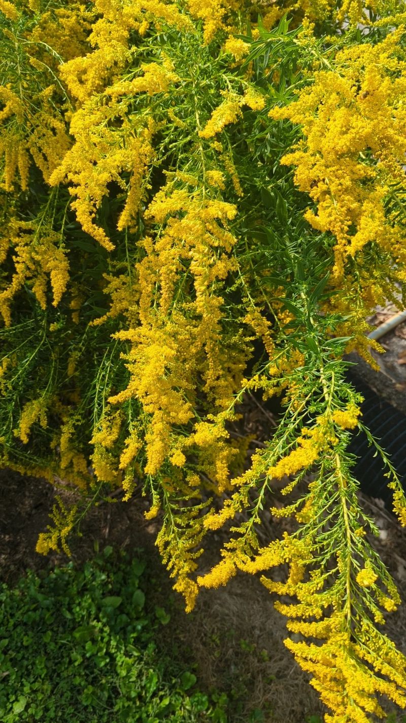 Solidago canadensis: O Encanto da Flor 'Tango' e Seu Significado
