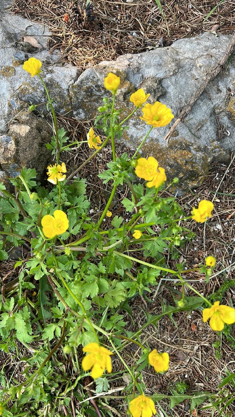 Discover the Symbolism and Meaning of the Creeping Buttercup