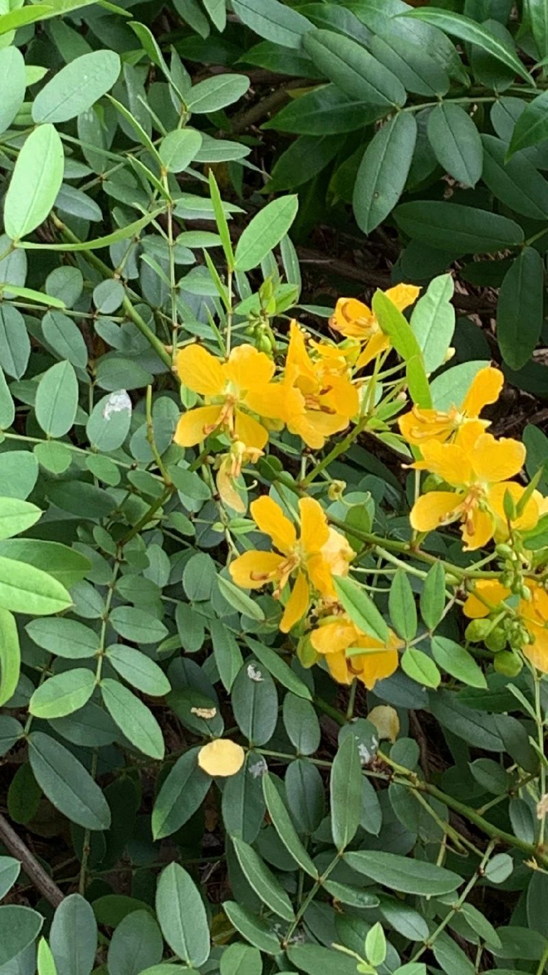 El lenguaje y significado de la flor Candelilla chica