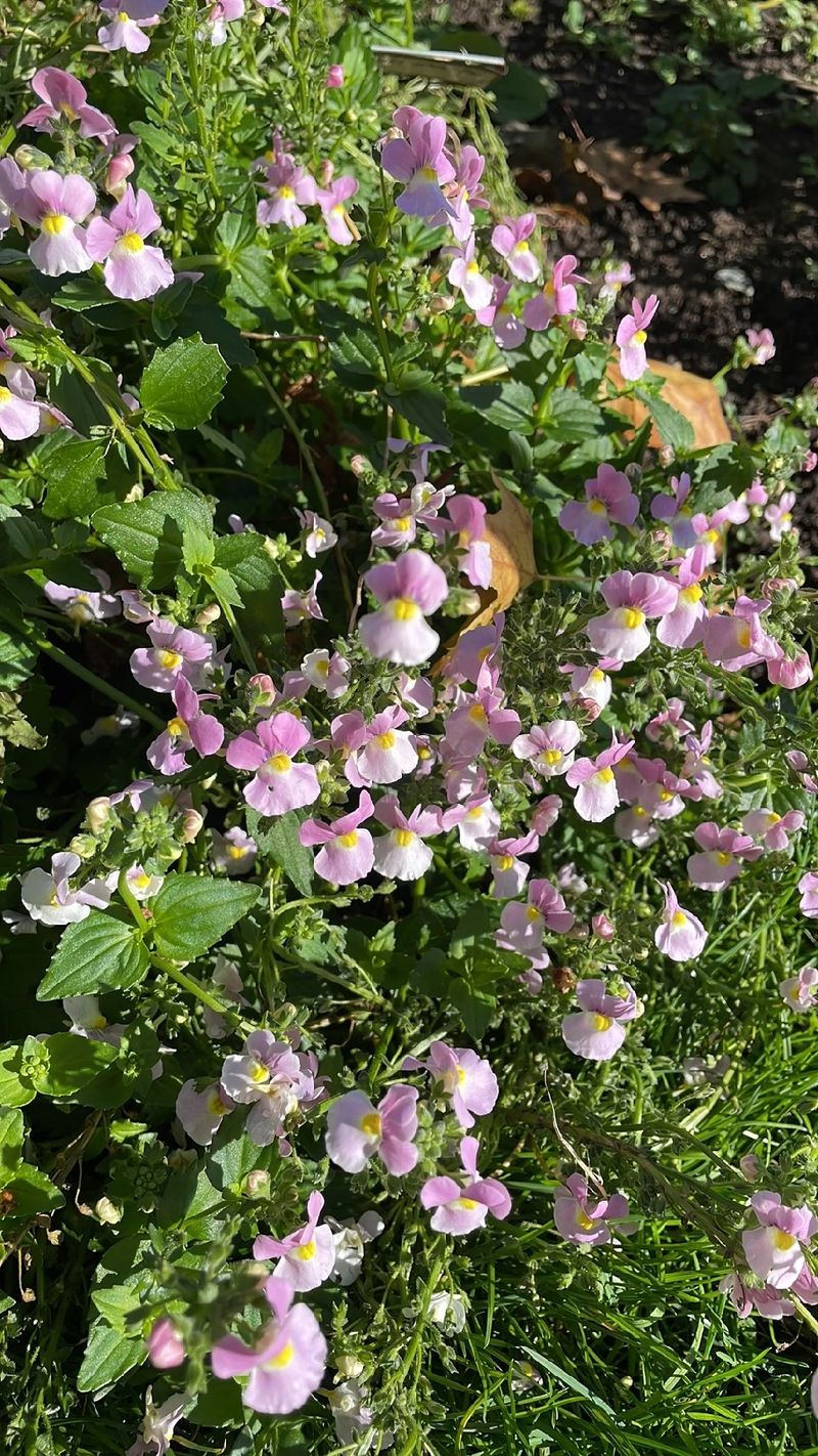 Discover the Beauty and Symbolism of Cape Jewels in Floral Language