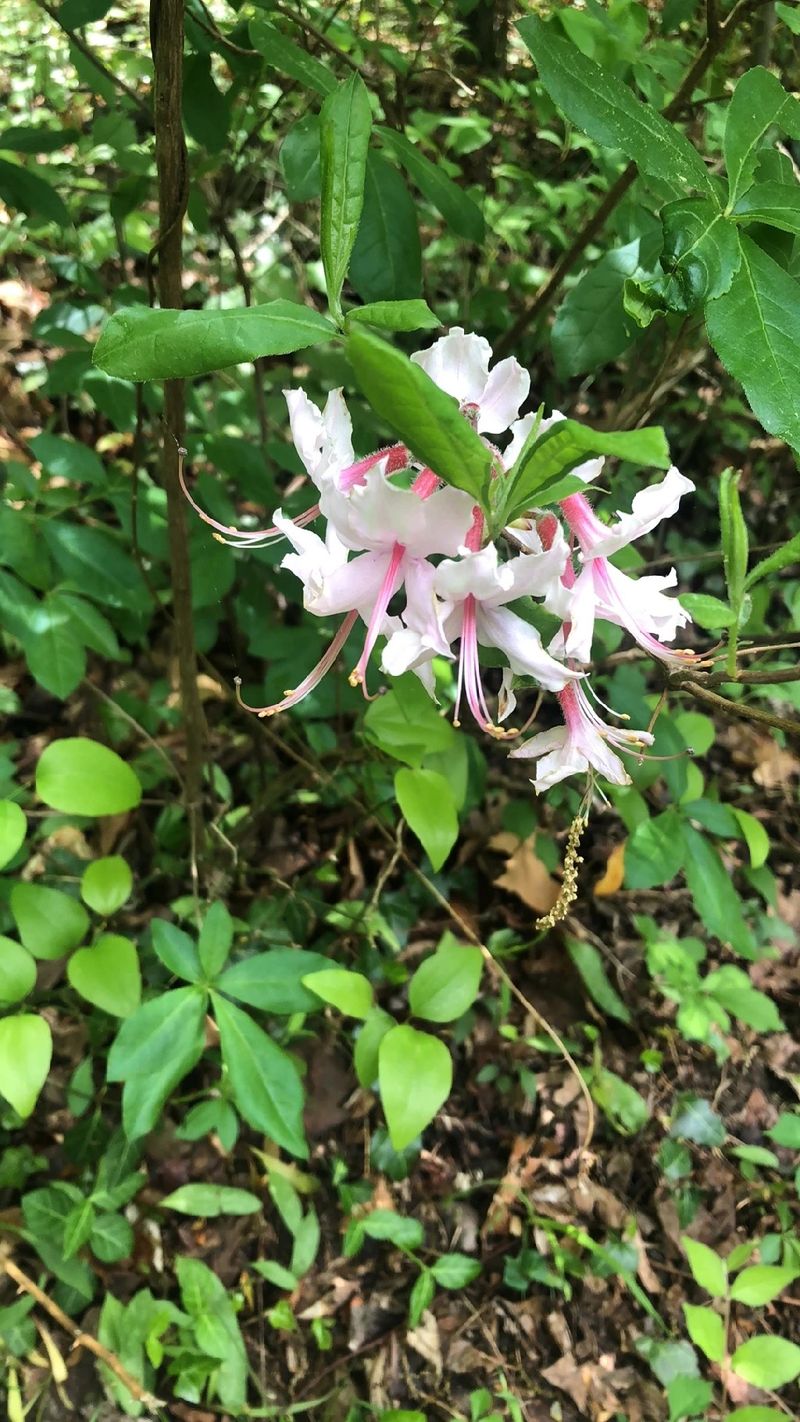 Exploring the Language and Meaning of Pink Azalea Flowers