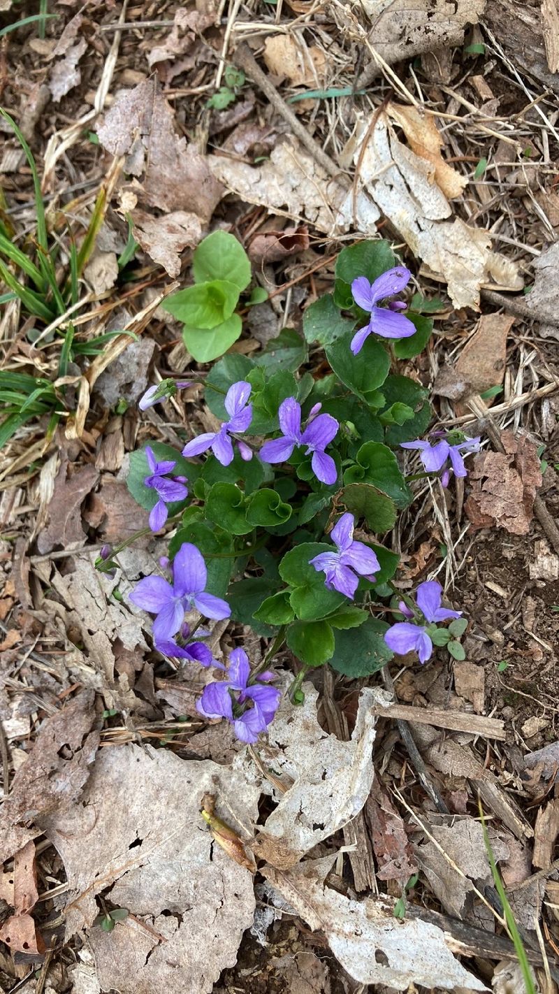 Unveiling the Charm and Symbolism of the Labrador Violet Flower