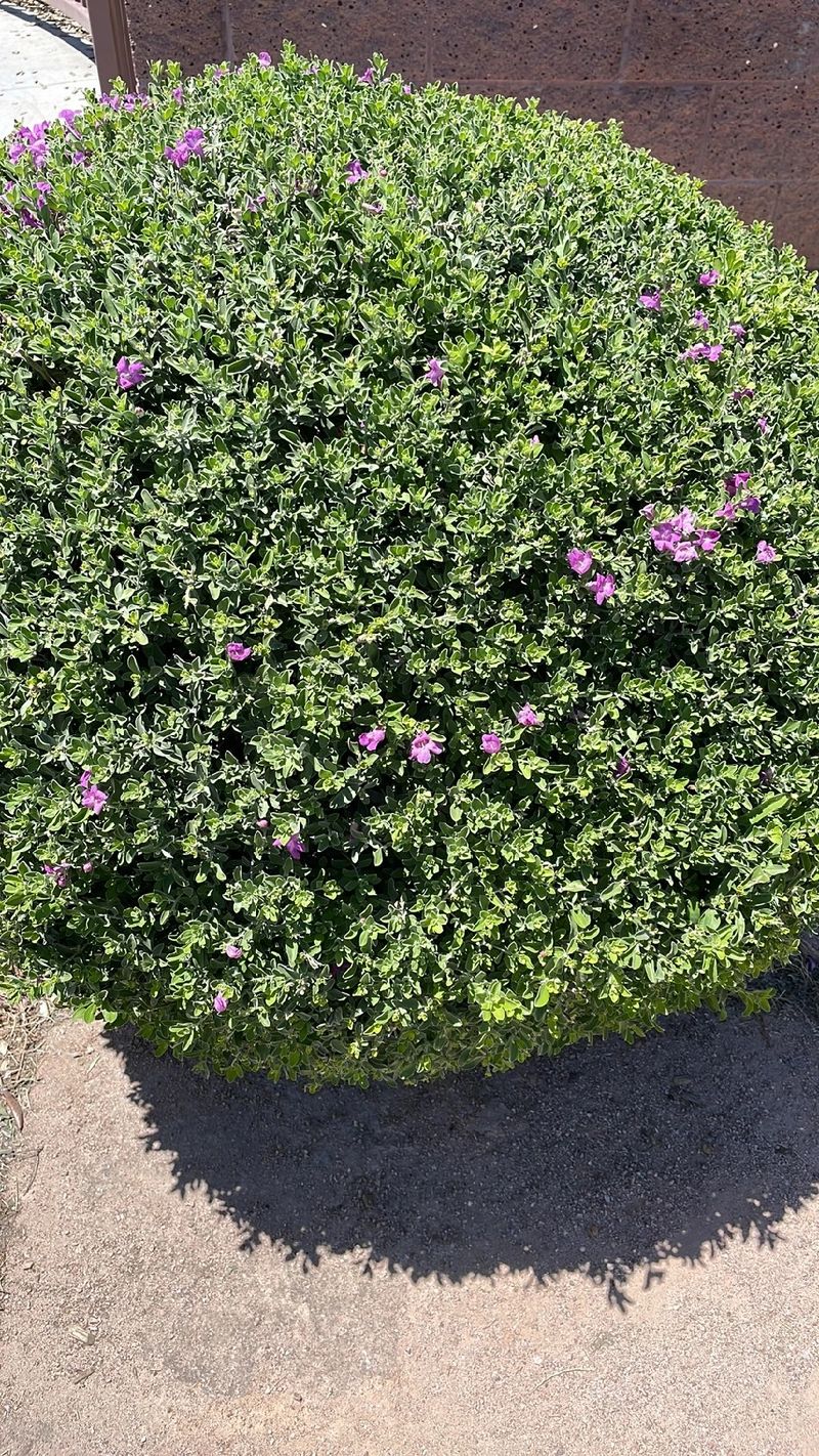 Discover the Meaning and Symbolism of the Enchanting Texas Ranger Flower