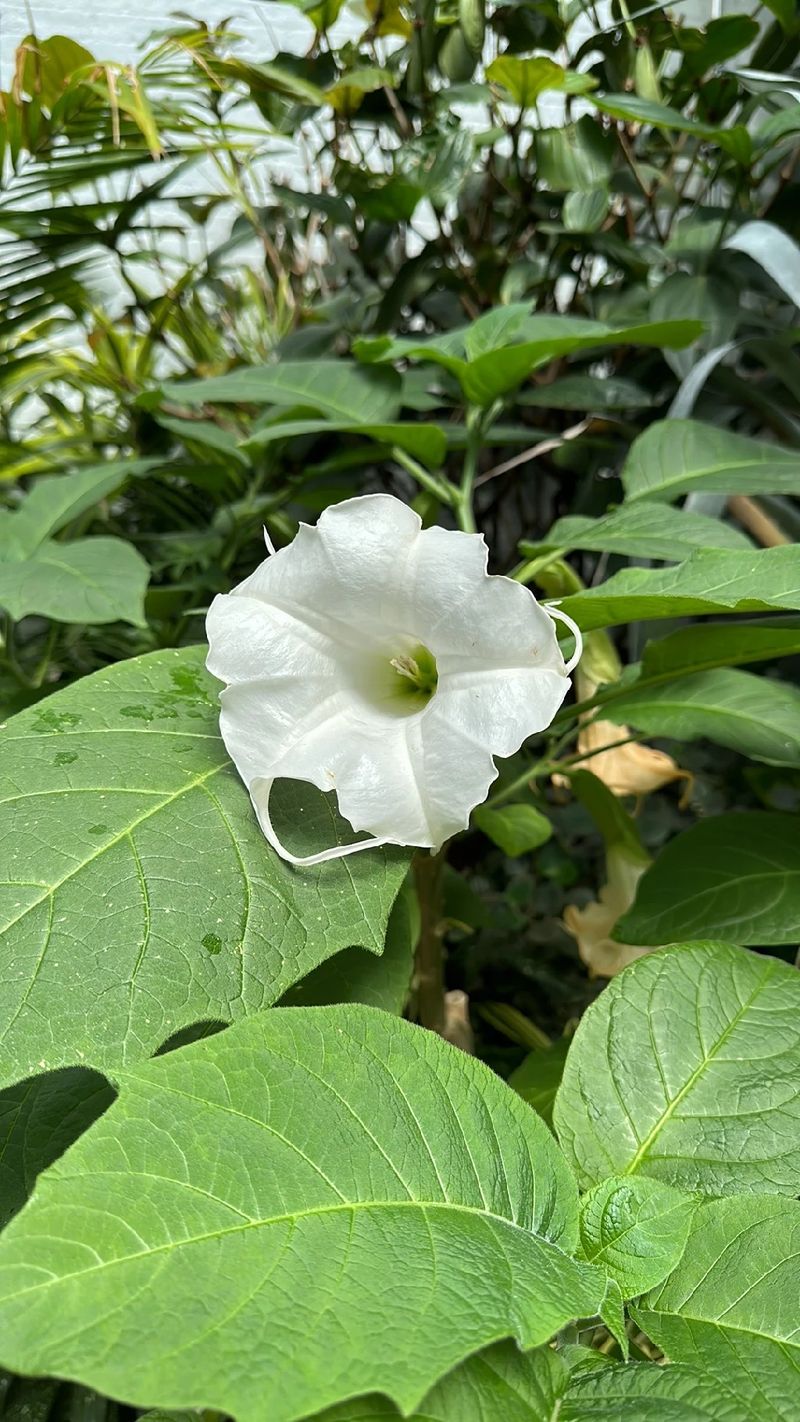 The Mystical Allure and Symbolism of Angel's Trumpet Flowers