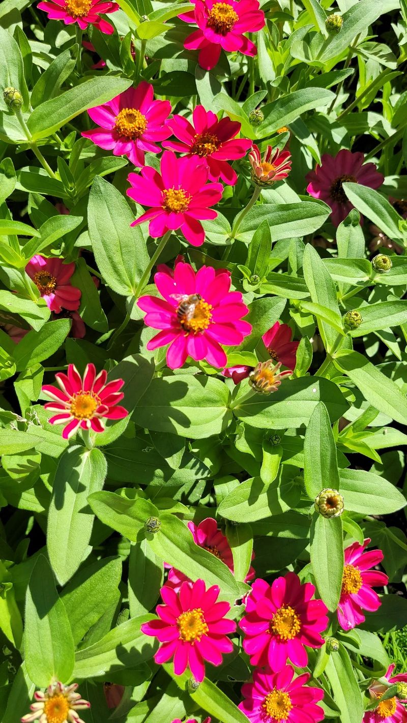 Understanding the Meaning and Symbolism of Common Zinnia Flowers