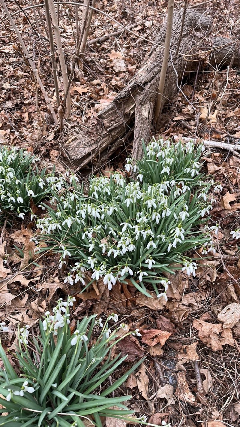 Discover the Unique Significance and Beauty of the Snowdrop Flower