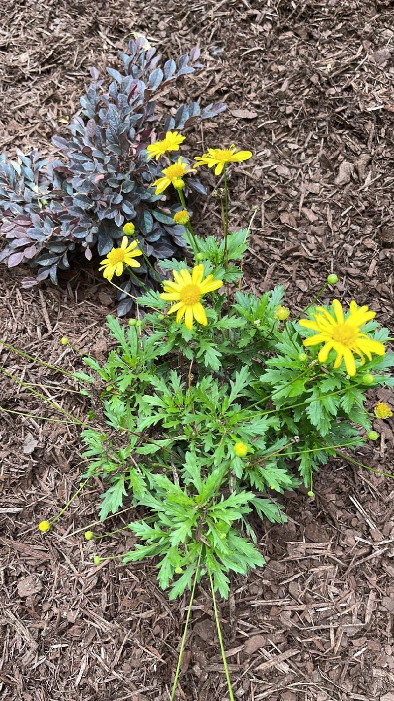 Discover the Meaning and Cultural Significance of Crown Daisy Flowers