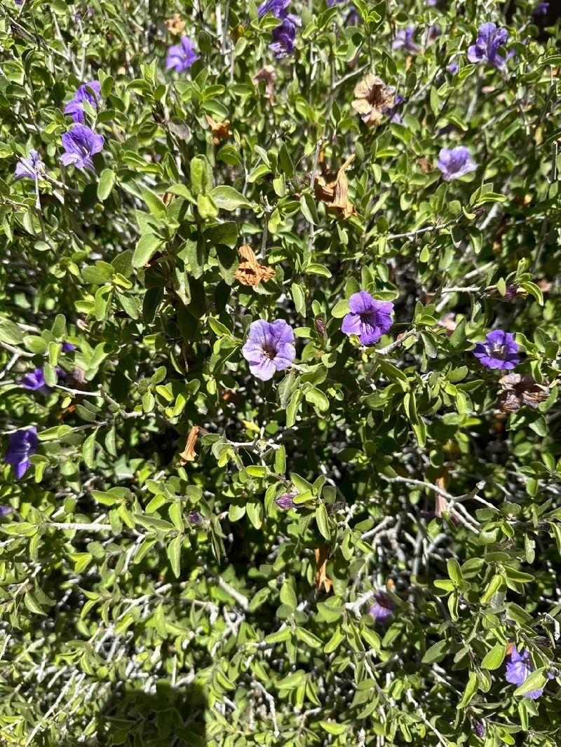 Exploring the Enchanting Meaning and Symbolism of Violet Wild Petunia