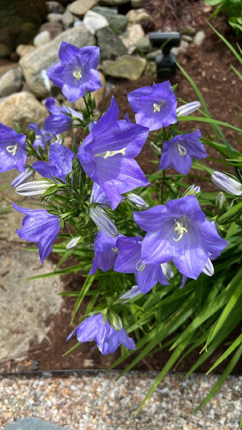 Understanding the Symbolism and Beauty of Tussock Bellflower
