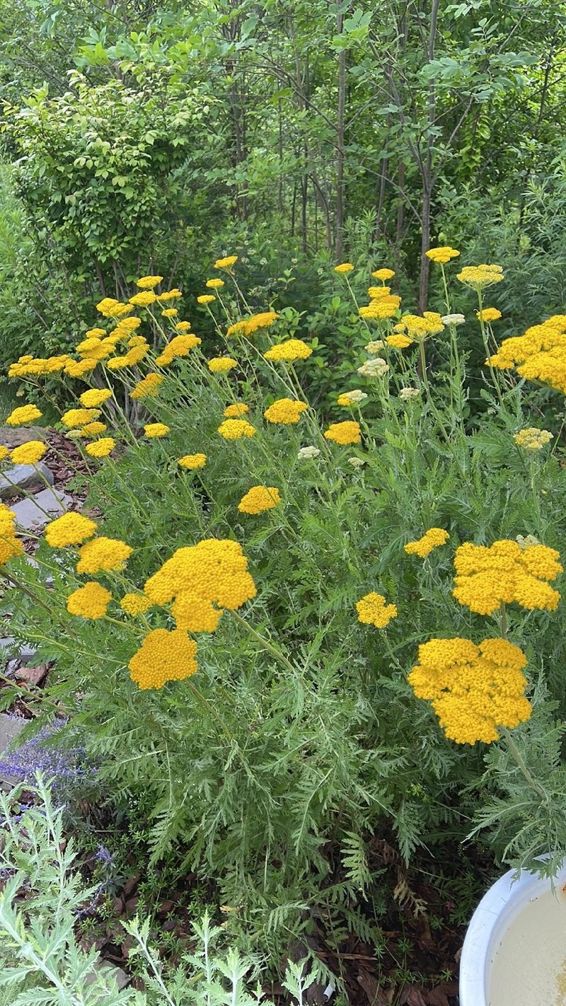 Discover the Fascinating Language and Meaning of Common Tansy Flowers
