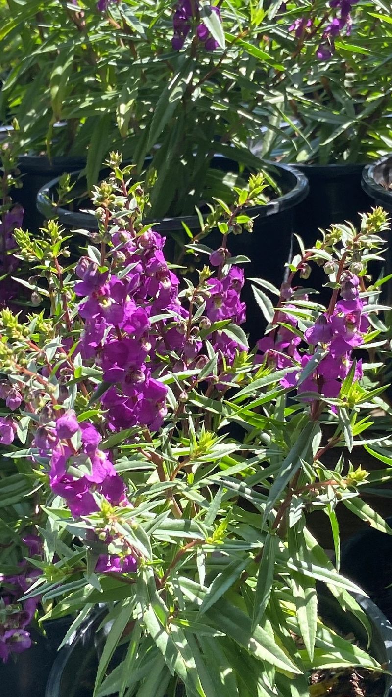 Discover the Symbolism and Sentiment Behind Angelonia Flowers