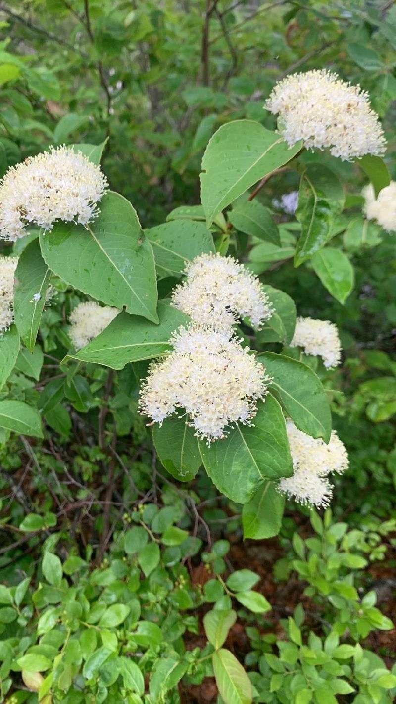 The Language and Meaning of Smooth Witherod: A Comprehensive Guide