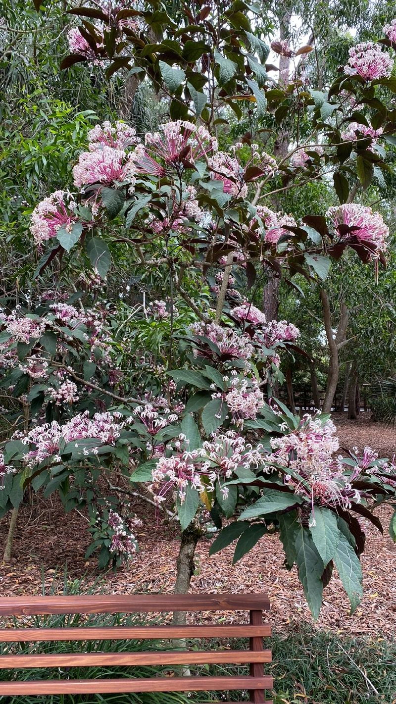 The Starburst Bush: Flower Language, History, and Symbolism Unveiled