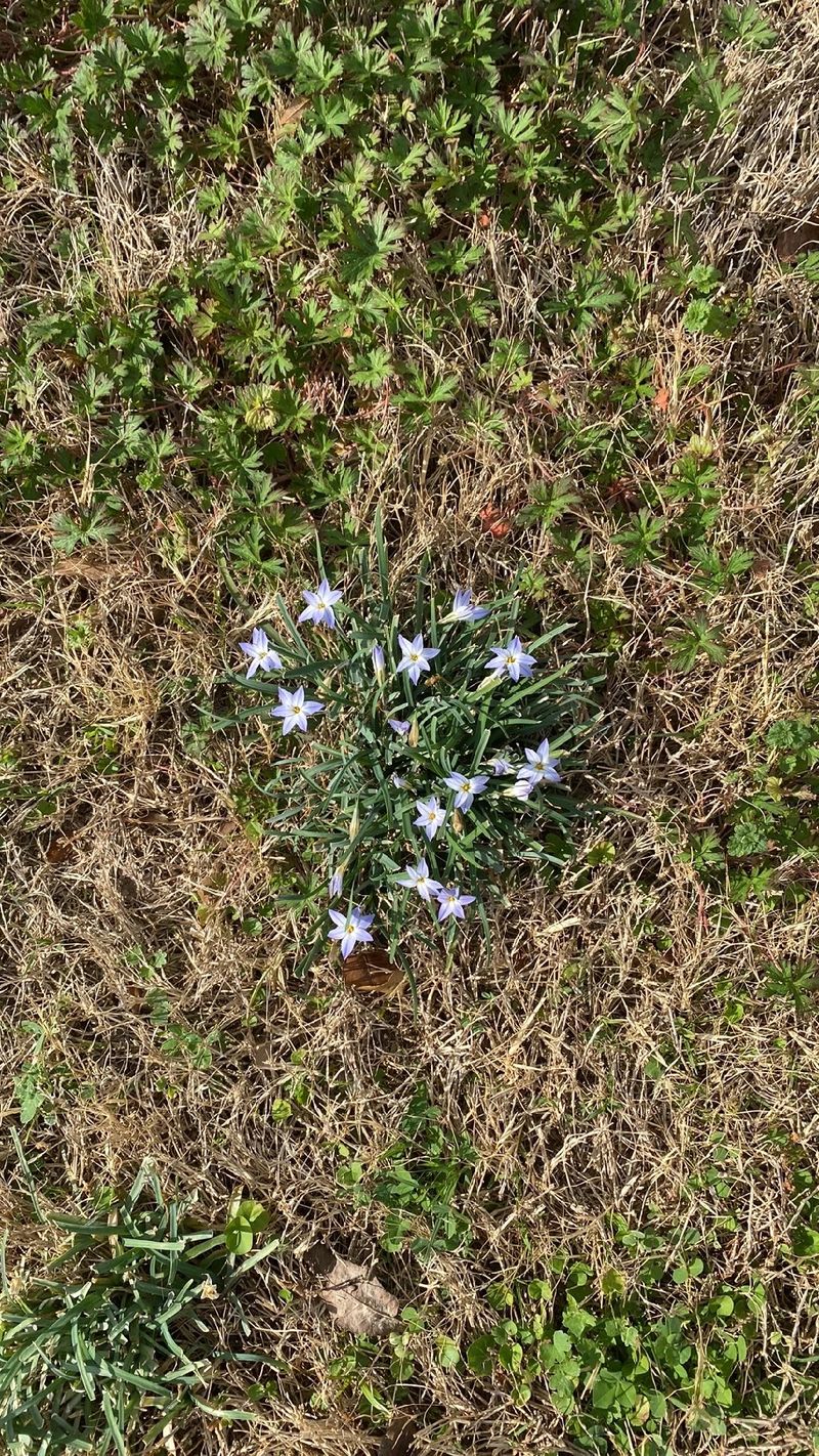 The Language and Meaning of Spring Starflower: A Delicate Symbolism