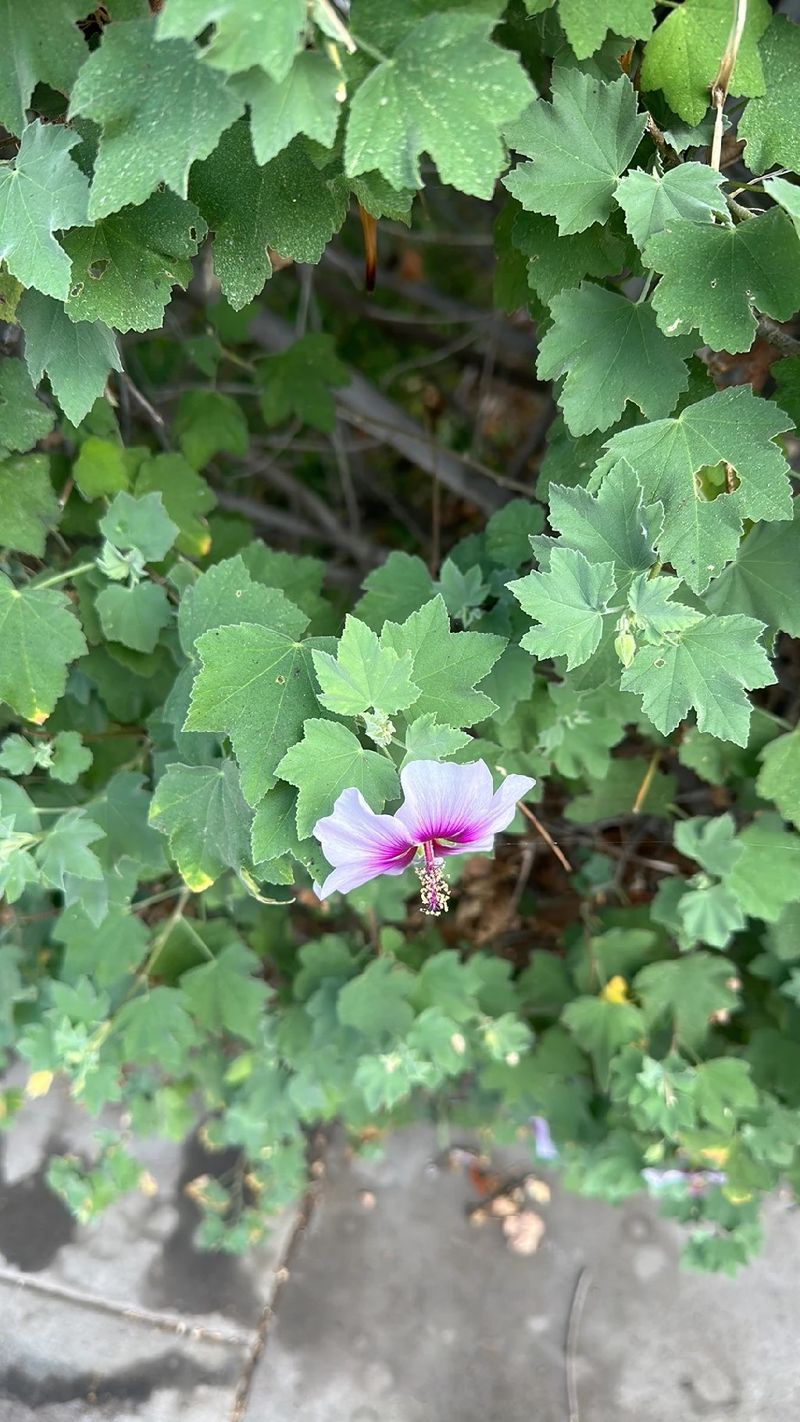 The Symbolism and Significance of Marsh-mallow Flowers in Various Cultures