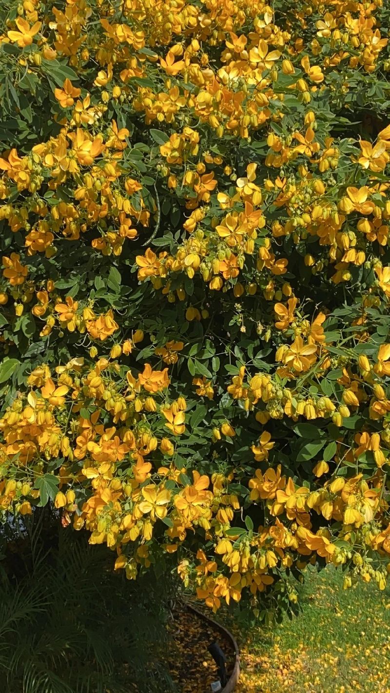 Unlocking the Language and Meaning of the Enchanting Christmas Bush