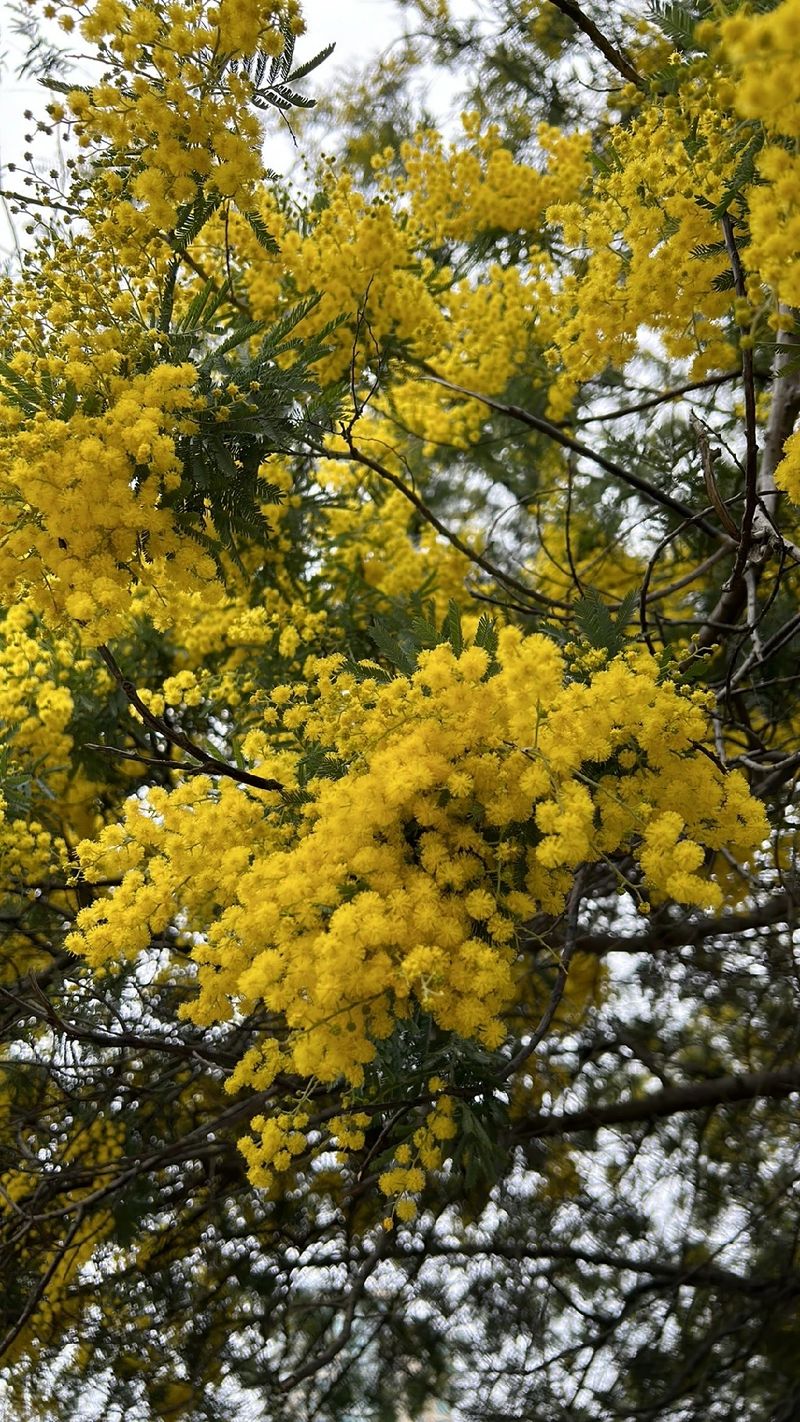 Discover the Enchanting Language and Meaning of Silver Wattle Flowers