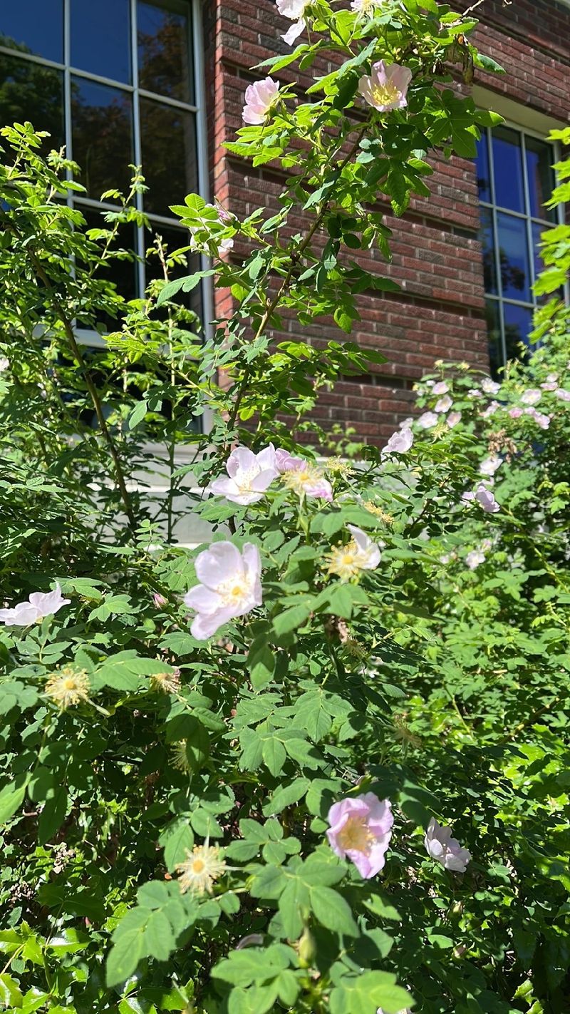 Exploring the Language and Symbolism of the Nootka Rose