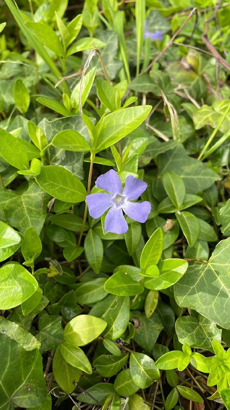 Discover the Enchanting World of Common Periwinkle: Legends and Symbolism