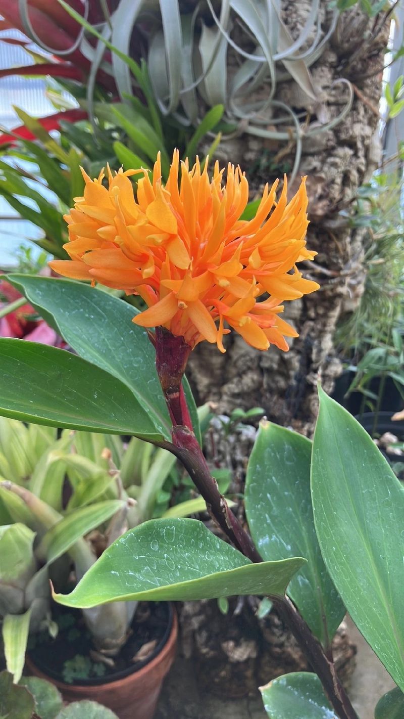 Discover the Language and Significance of the Indian Shot Flower