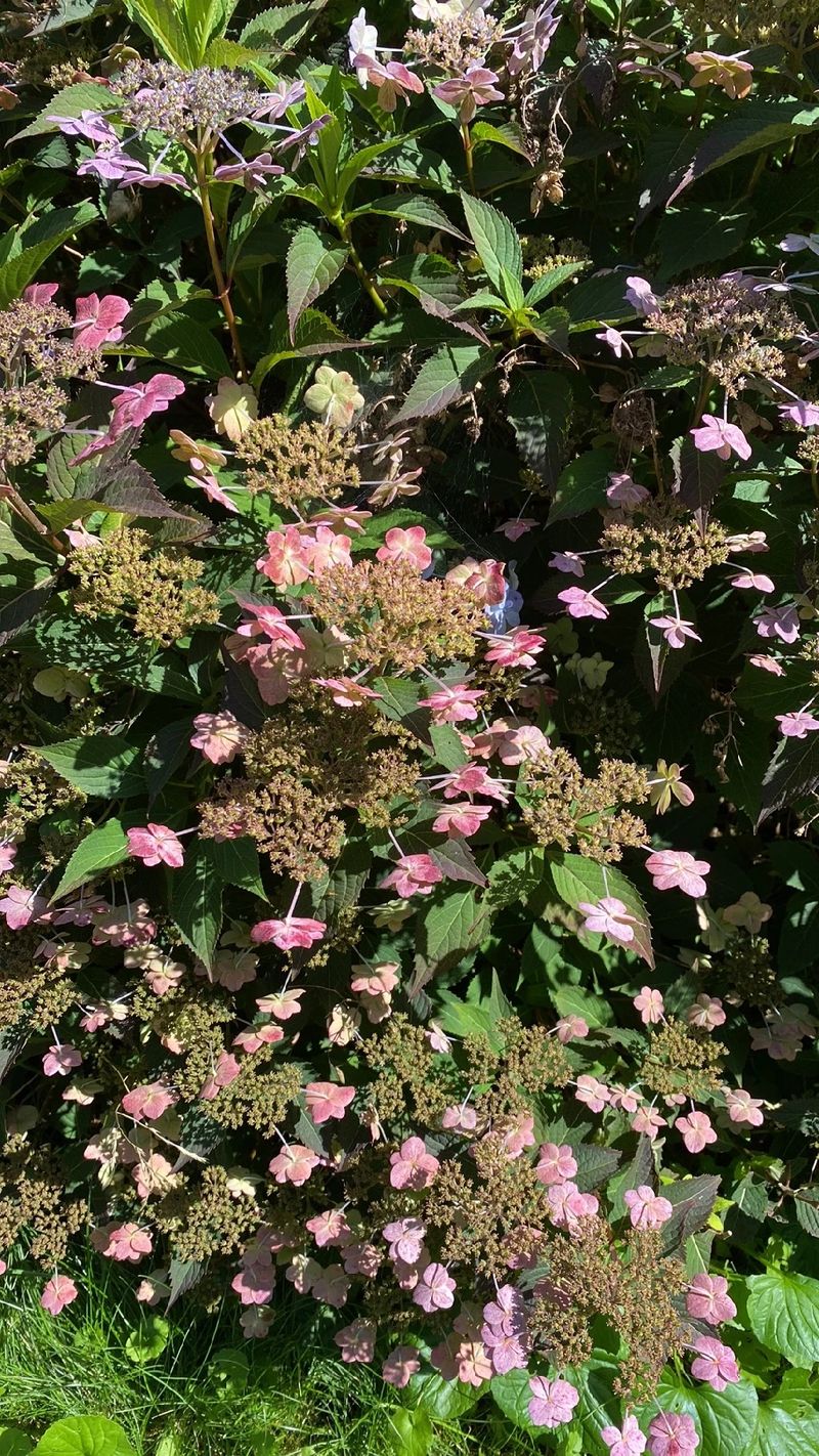 The Language and Meaning of Bigleaf Hydrangea: Symbolism and Uses