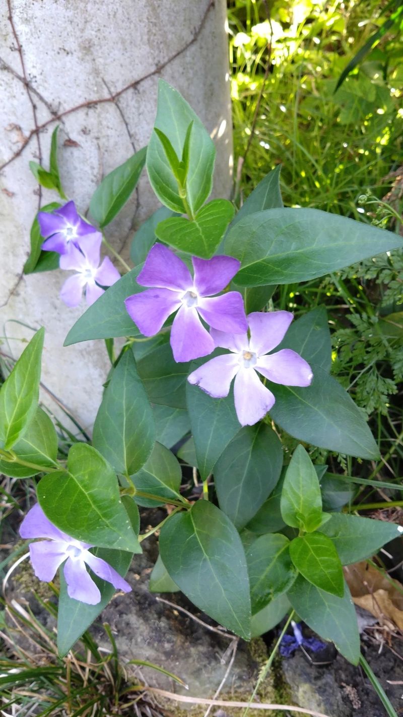 Unveiling the Symbolism and Beauty of the Greater Periwinkle Flower