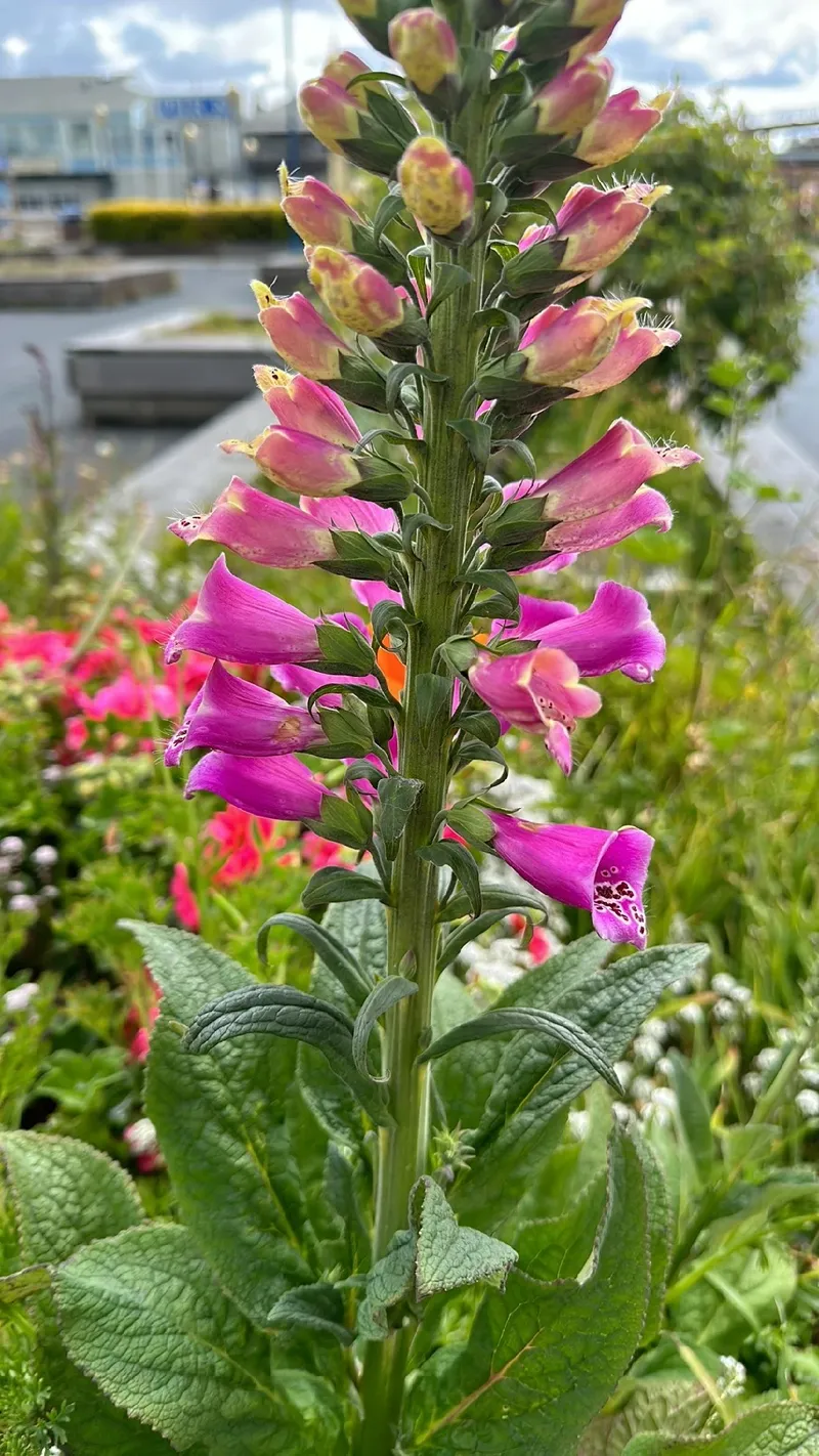 Foxglove Flower Meaning