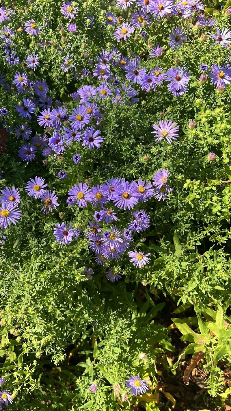 The Aromatic Aster: Language, Meaning, and Significance in Floral Culture
