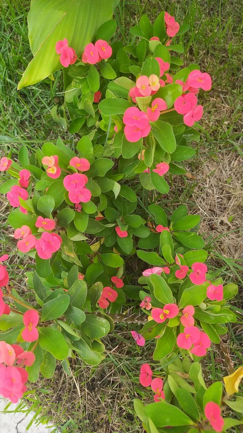 Discover the Symbolism and Allure of the Crown of Thorns Flower
