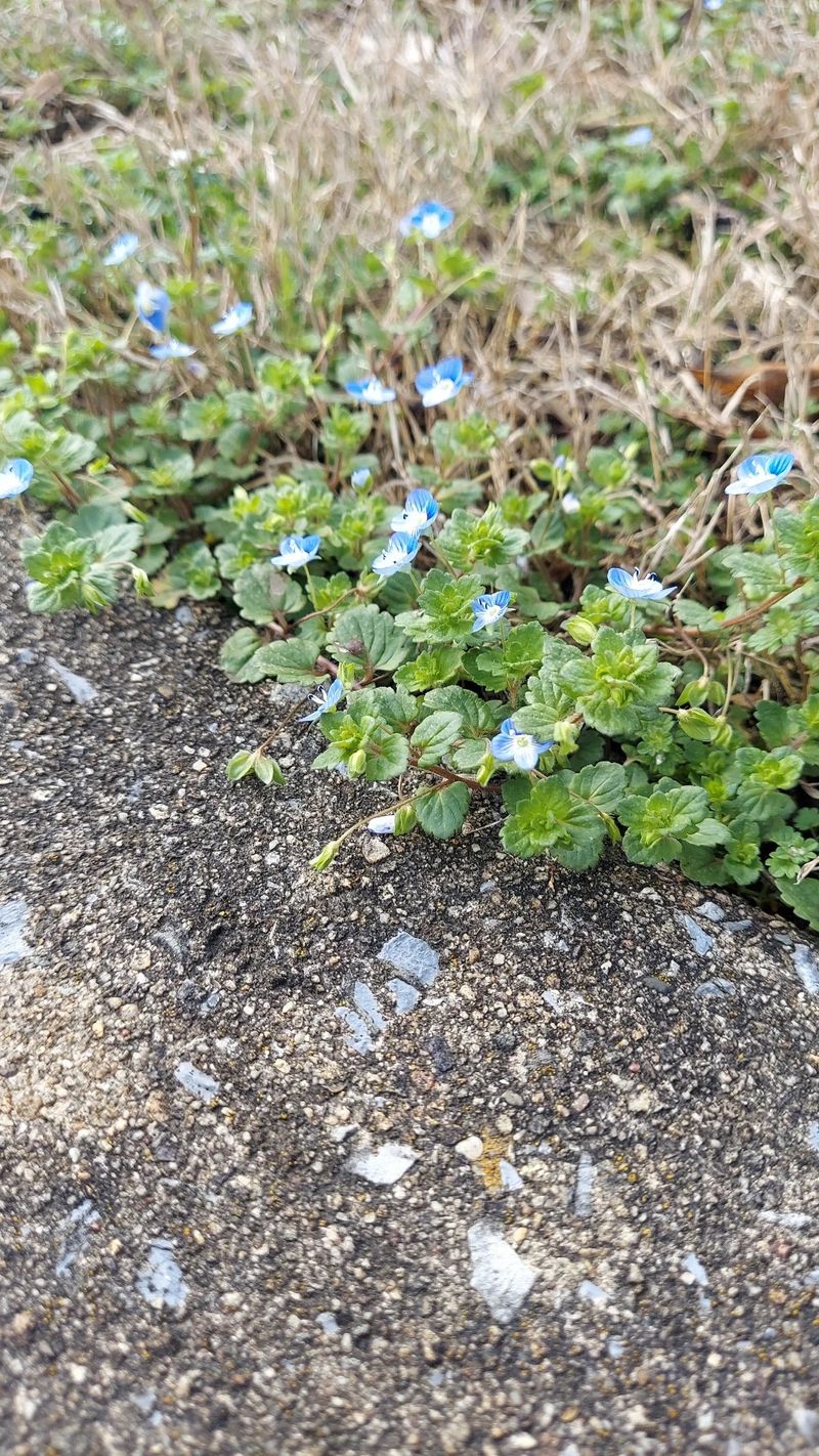 Discovering the Language and Meaning of Birdeye Speedwell Flowers