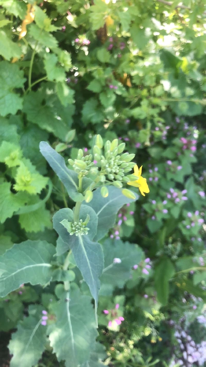The Charming Symbology and Uses of Rutabaga Flowers