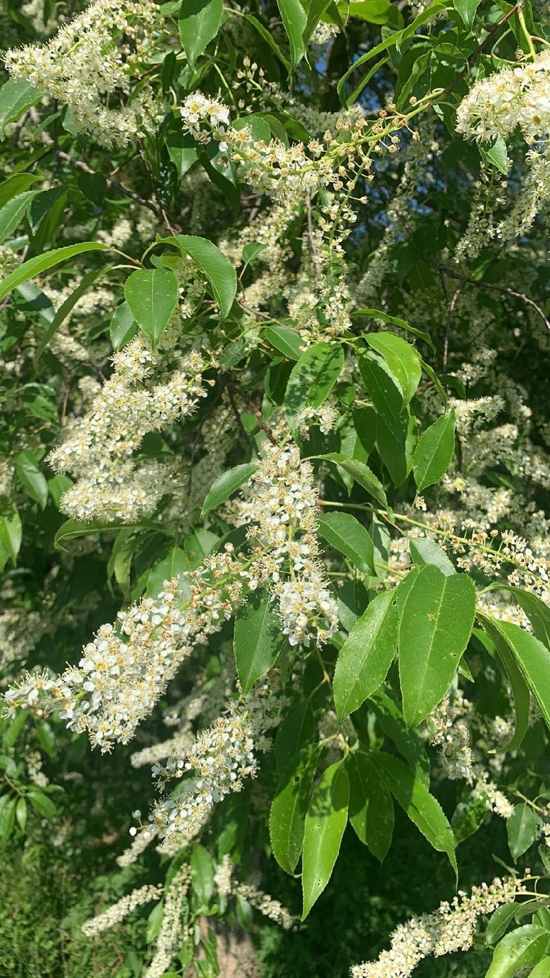 El Significado y Lenguaje del Cerezo Criollo: Un Viaje Floral y Cultural