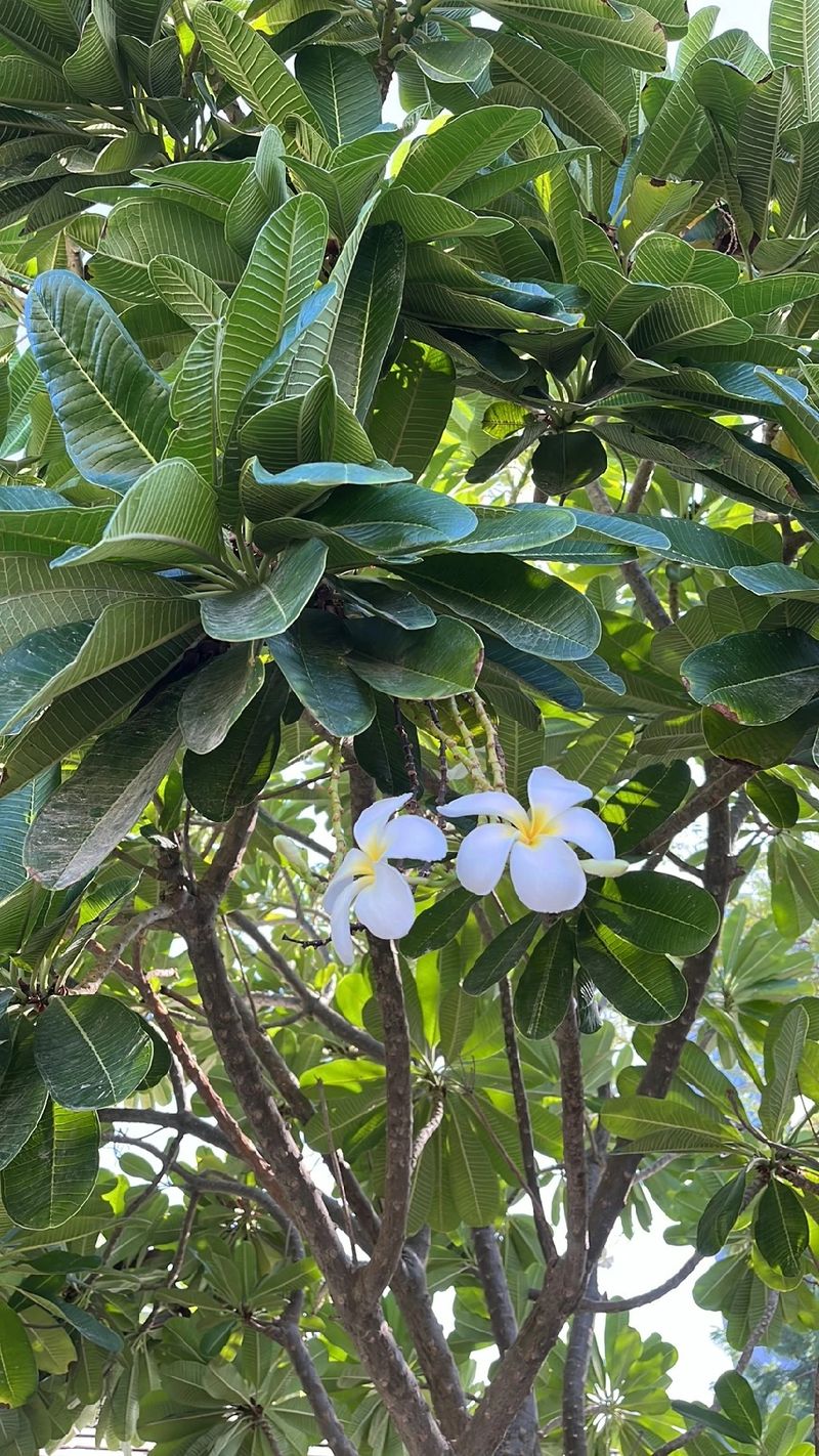 Unveiling the Allure and Meaning of the Red Frangipani Flower