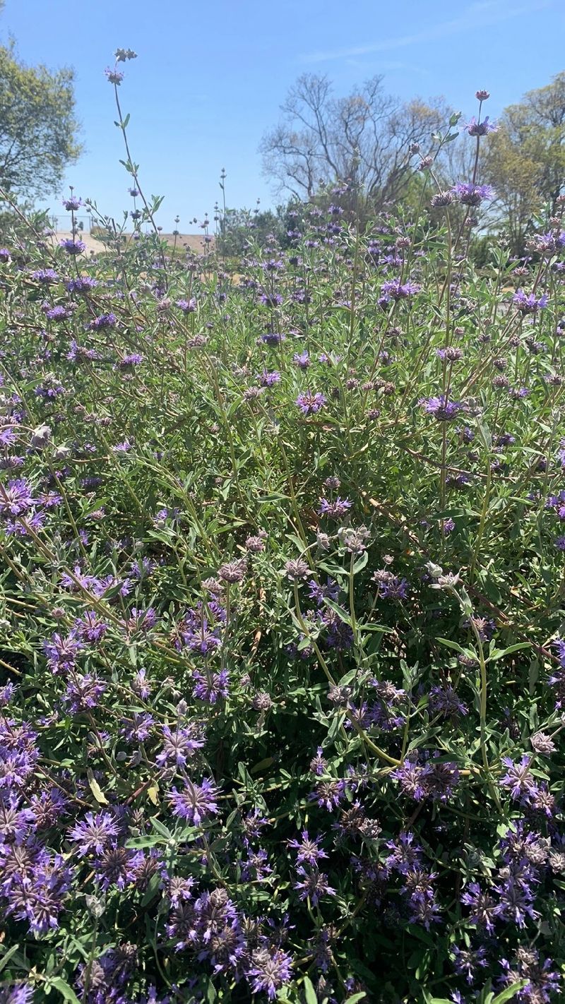 Unveiling the Beauty and Meaning of Fragrant Sage Flowers