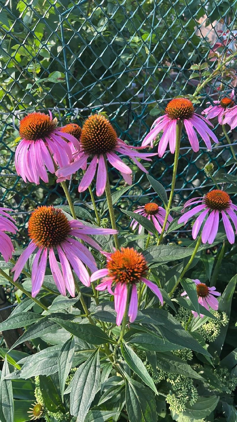 Discover the Meaning and Beauty of the Enchanting Purple Coneflower