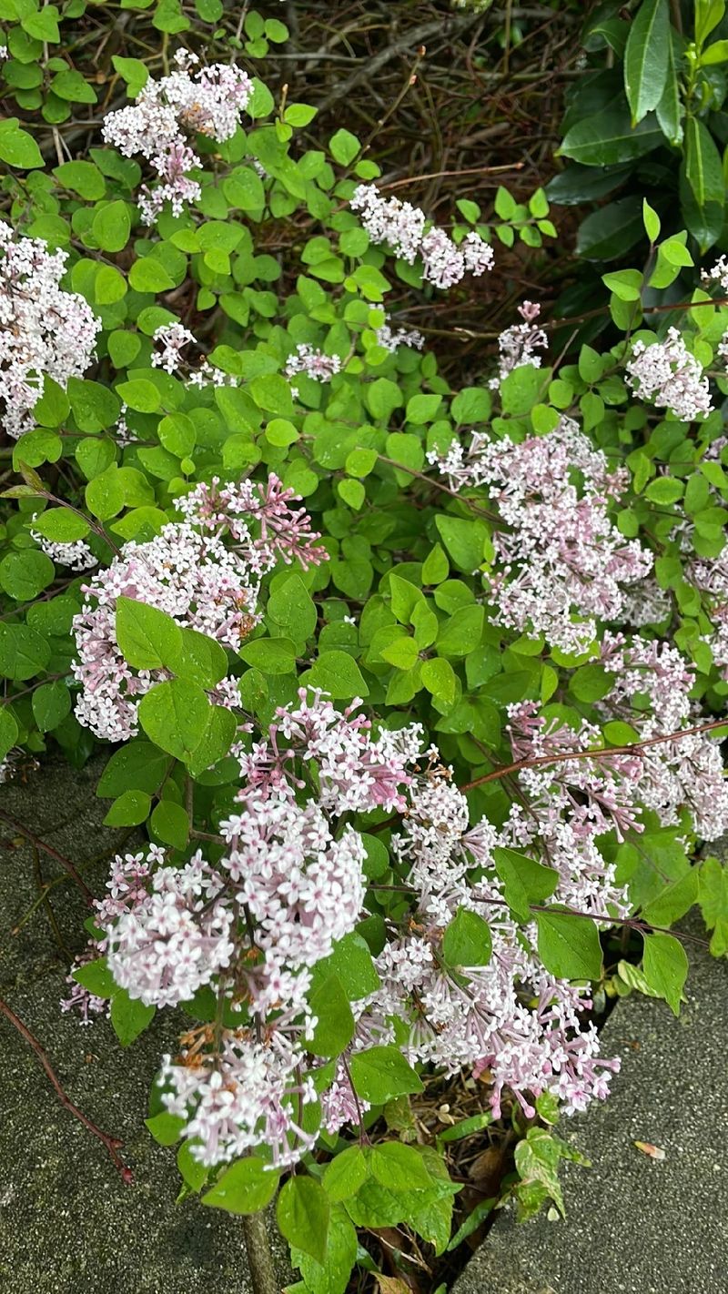 The Language and Symbolism of Common Lilacs: A Historical Journey