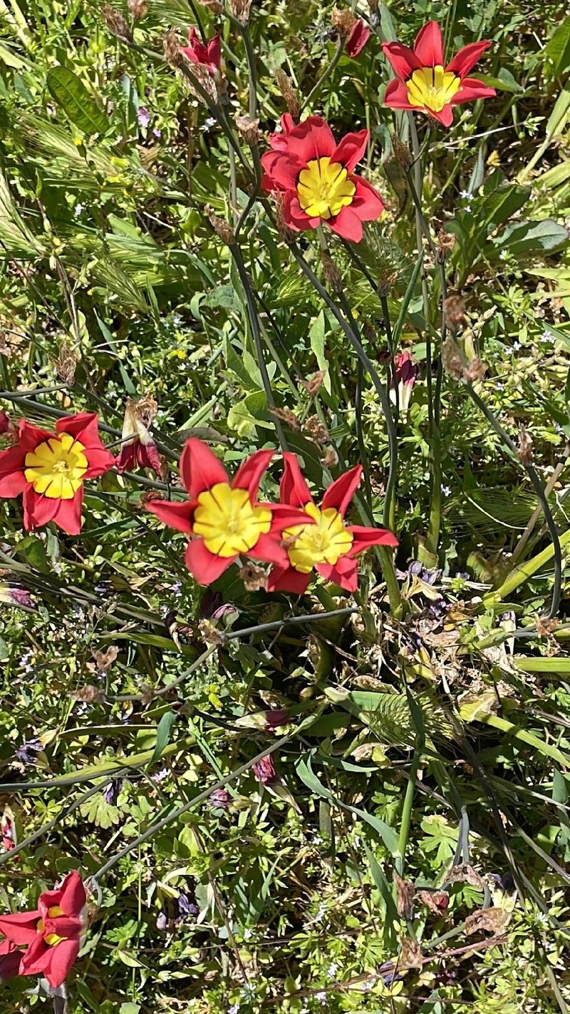 Understanding the Meaning and Symbolism of the Harlequin Flower
