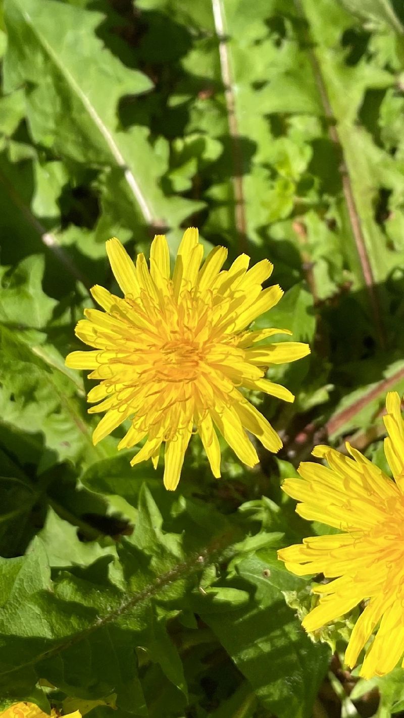 Exploring the Enigmatic Language and Symbolism of the Common Dandelion